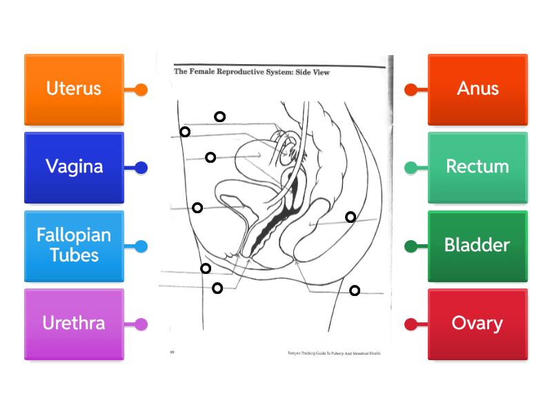 The Female Reproductive System: Side View - Labelled diagram