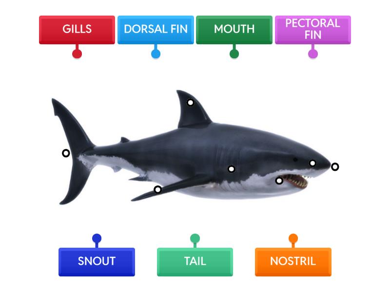 Sharks body parts - Labelled diagram