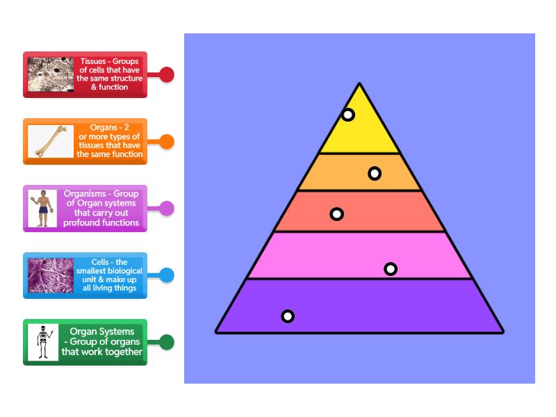 Hierarchy of Cell Life Processes - Labelled diagram