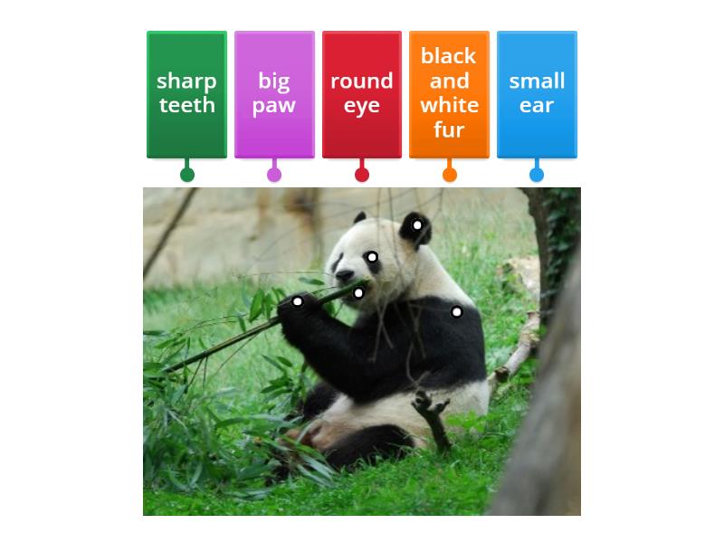 Body parts of a Panda - Labelled diagram