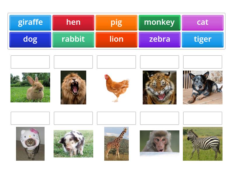 animal vocabulary - Match up