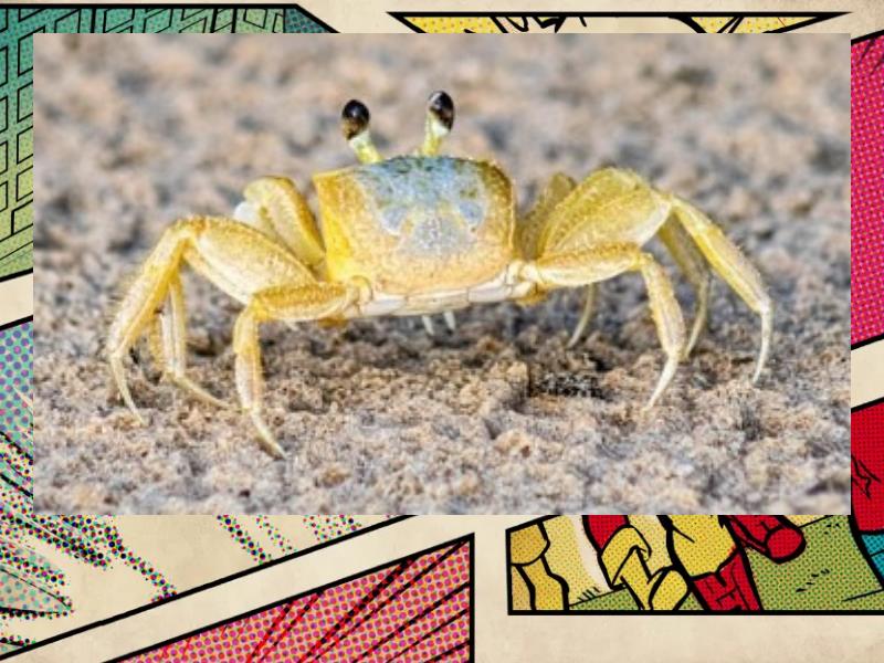 UFLI Lesson 35c - Buah terbang