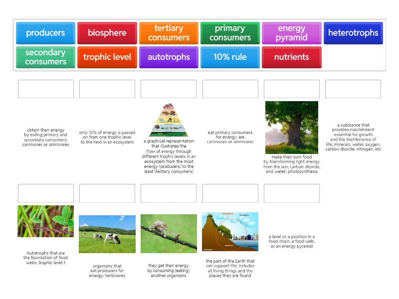 7th Grade Energy Flow - Match up