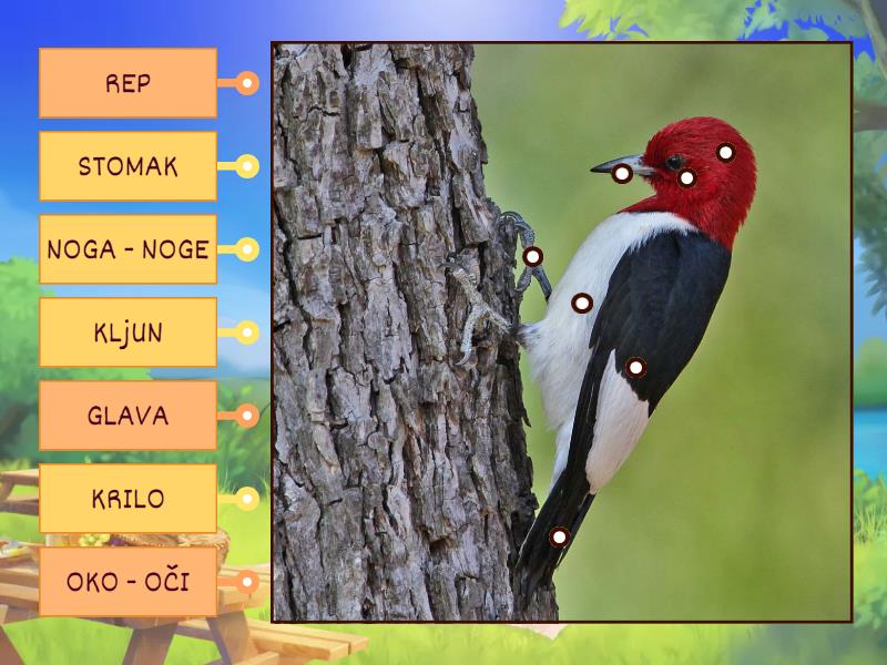 PTICE - delovi tela (detlić) - Labelled diagram