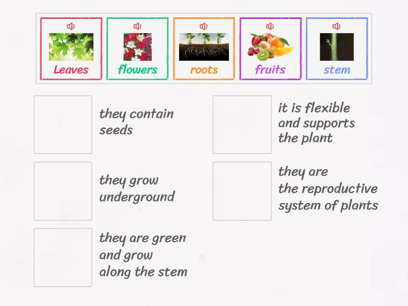 parts of the plant - Match up