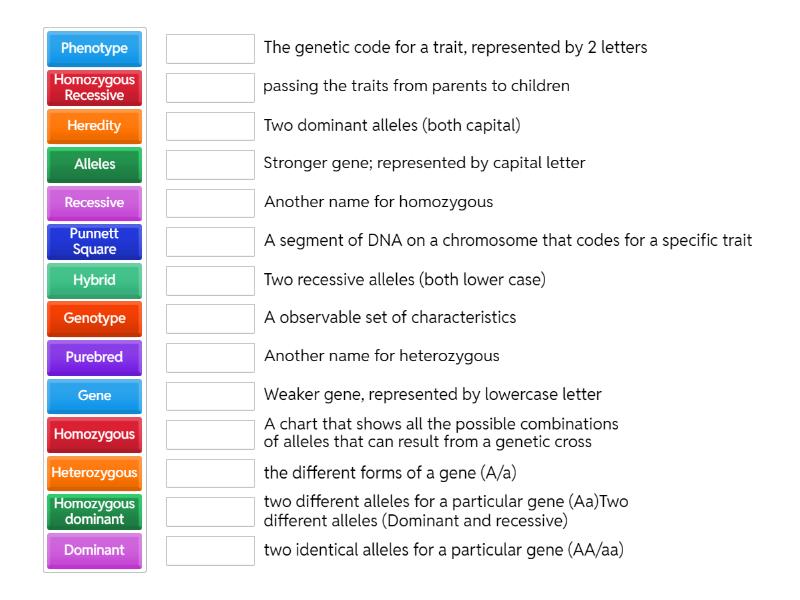 Punnett Square Vocabulary - Match up