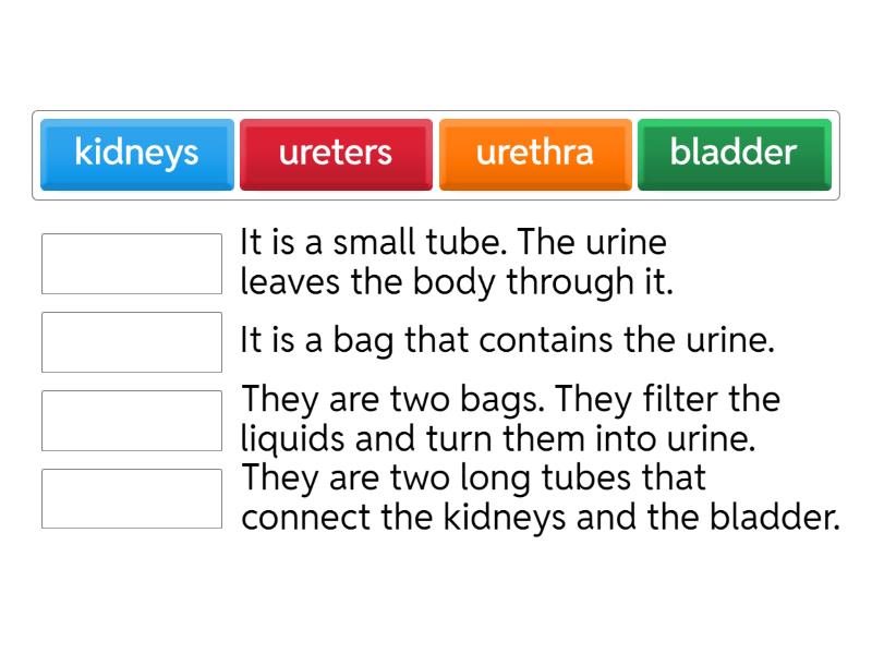 Excretory System - Functions - Une las parejas