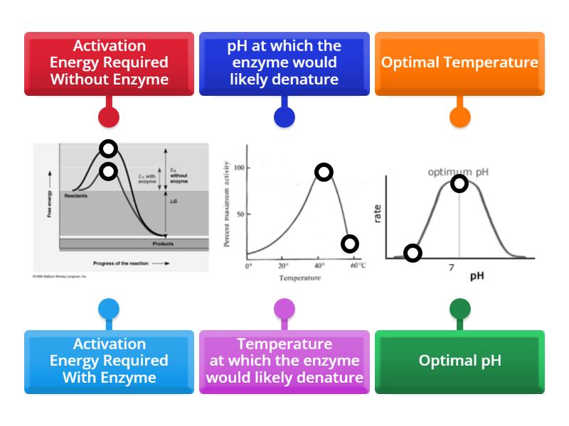 Enzyme Graphs: activation energy, temp, pH - Labelled diagram