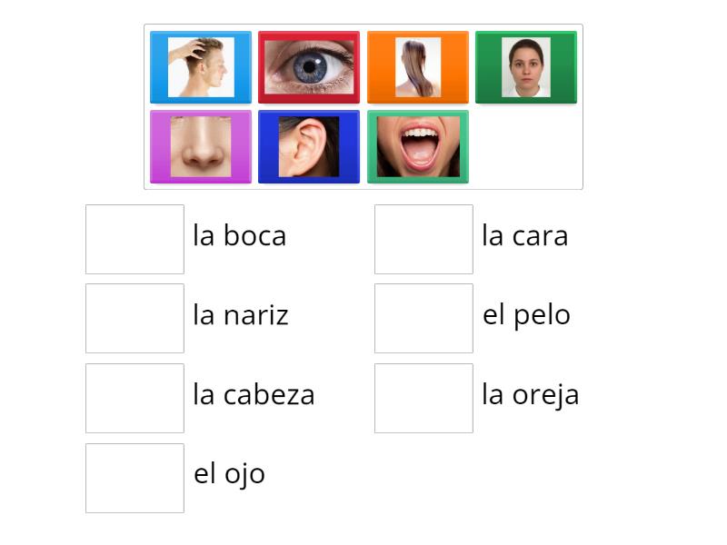 Parts of the Face- Spanish - Match up
