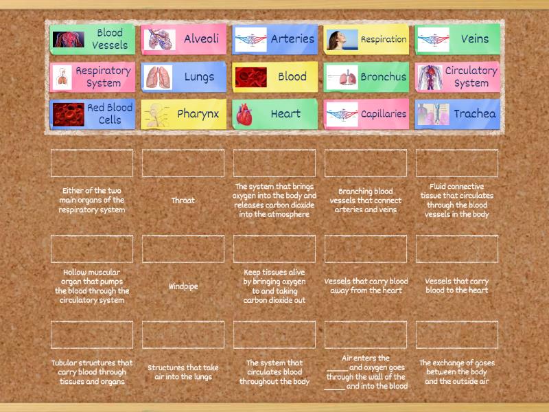 Respiratory & Circulatory Systems - Match up