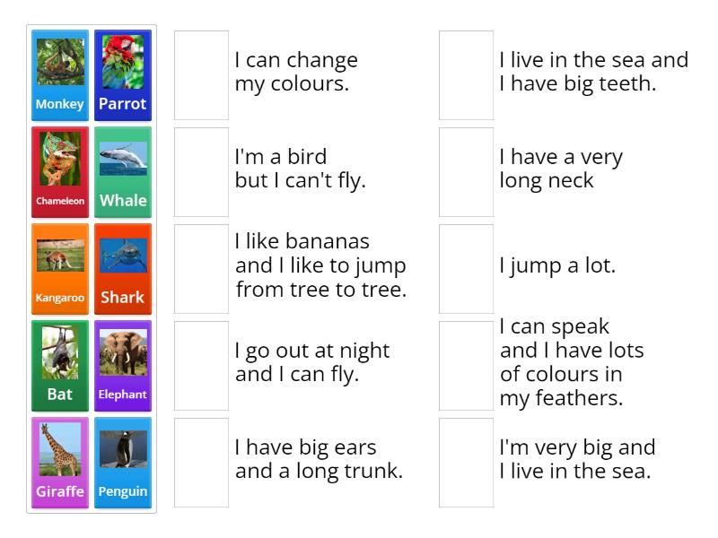 Animal clues - Match up