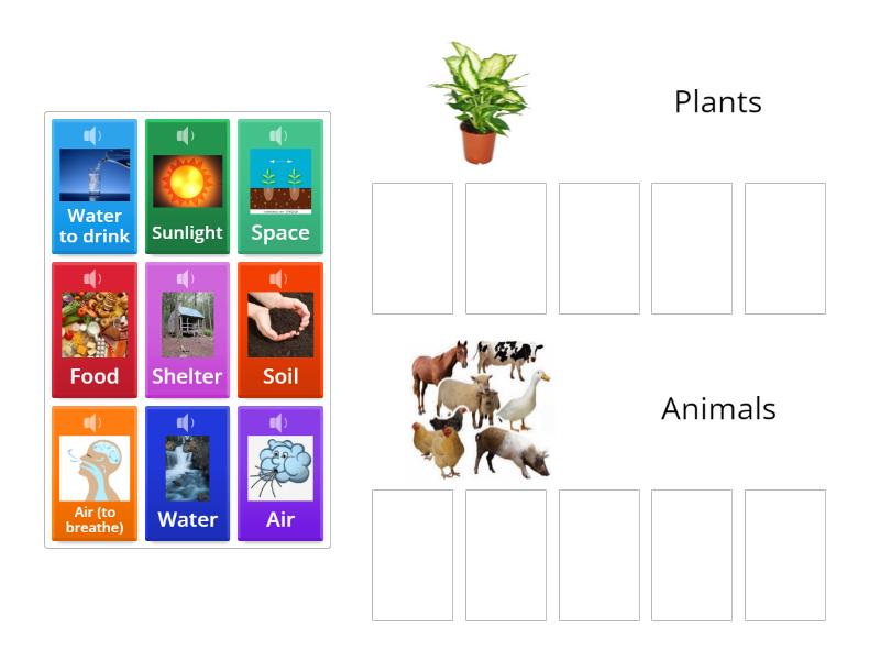 Plant and Animal Needs - Group sort