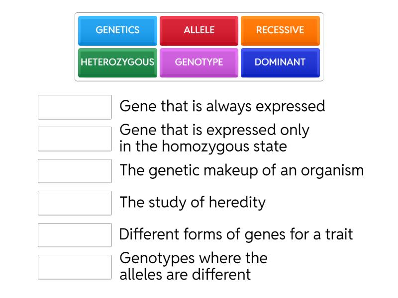Genetics Vocabulary - Match up