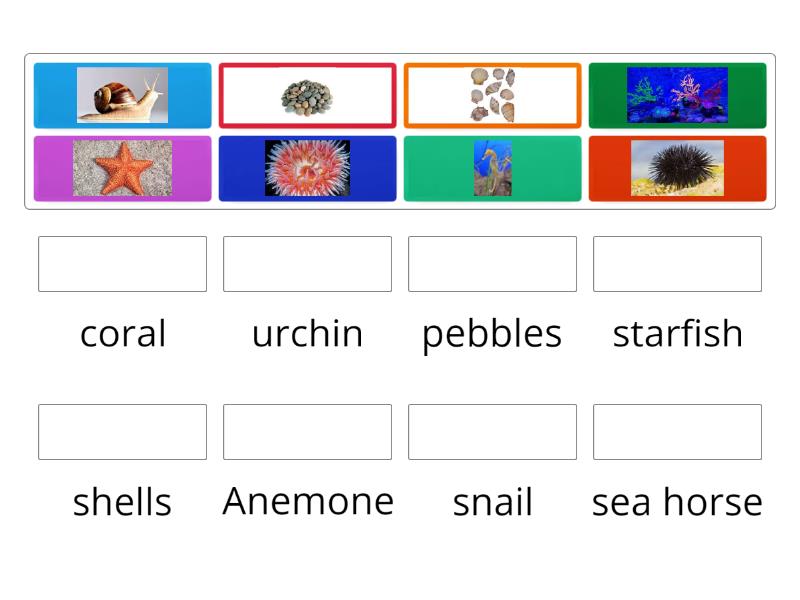 Hermit Crab vocabulary - Match up