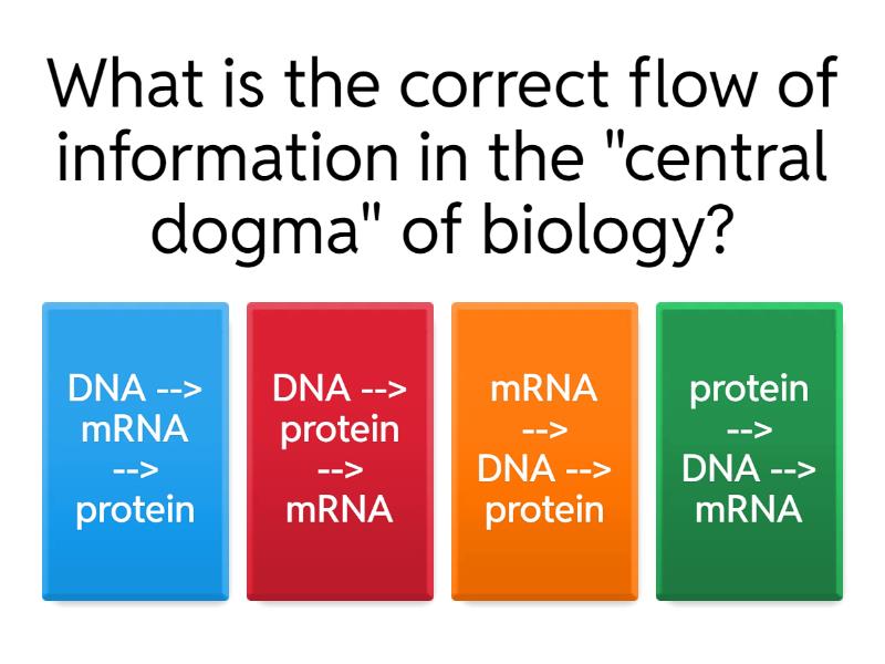 Replication, Transcription, Translation Review - Quiz