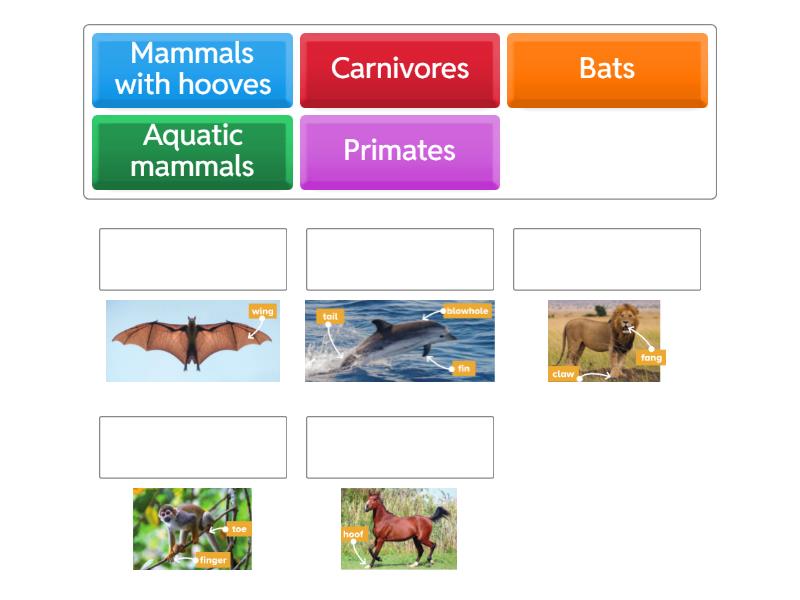 GROUPS OF MAMMALS - Match up