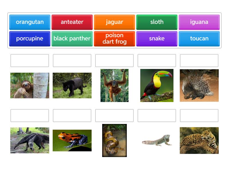 rainforest animals - Match up