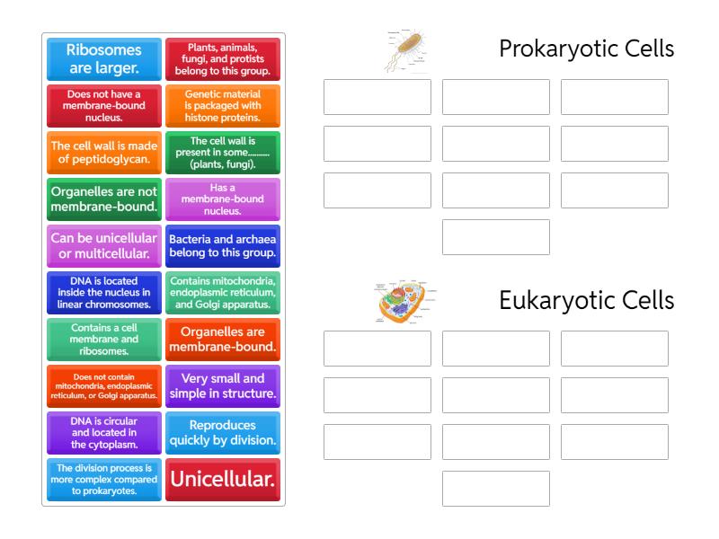 Prokaryotic or Eukaryotic - Group sort