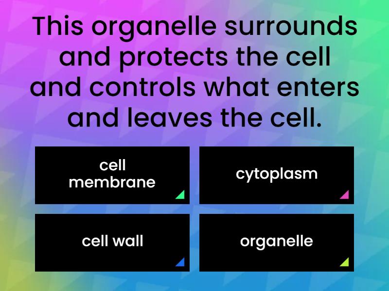 Plant and Animal Cells Review - Quiz