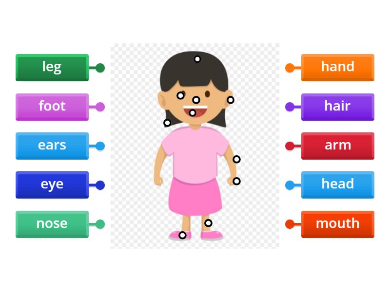 body parts review - Labelled diagram