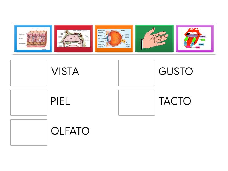 SENTIDOS DEL CUERPO HUMANO - Match up