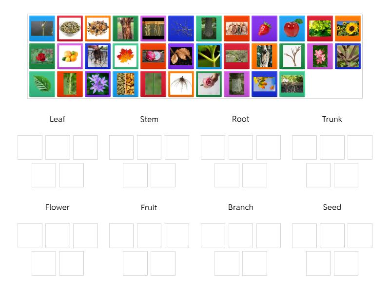Classifying Plant Parts - Group sort