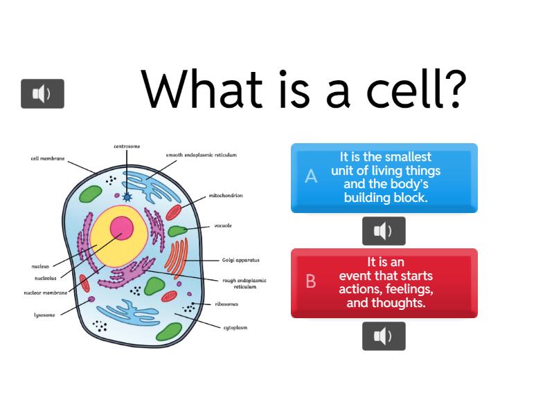Kn. 9, The Human Body, Lesson 3: Cells and Tissues - Quiz