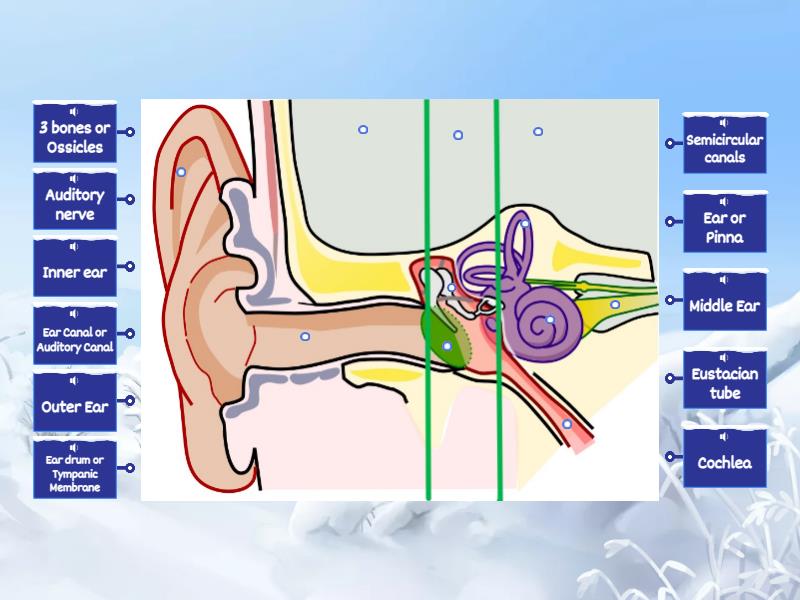 Parts of the Ear - Labelled diagram