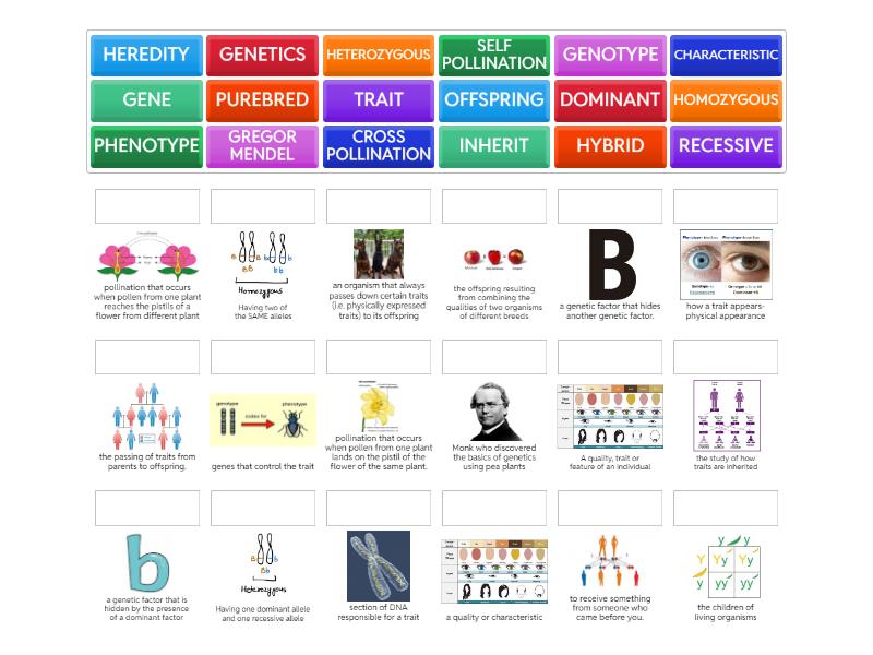 Gregor Mendel Genetics Vocabulary - Match up