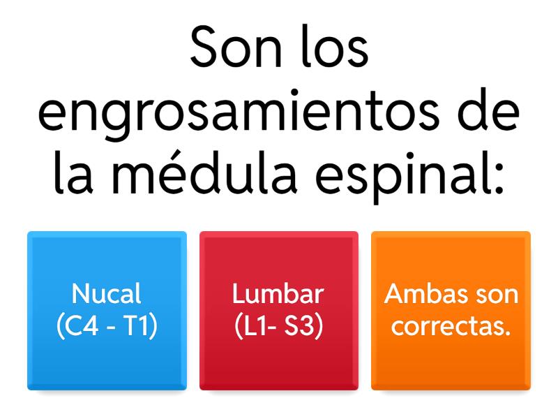 Repaso médula espinal Y TRONCO - Cuestionario