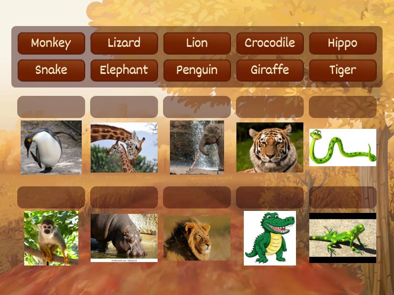 Unit 3 (Animals) - Match up