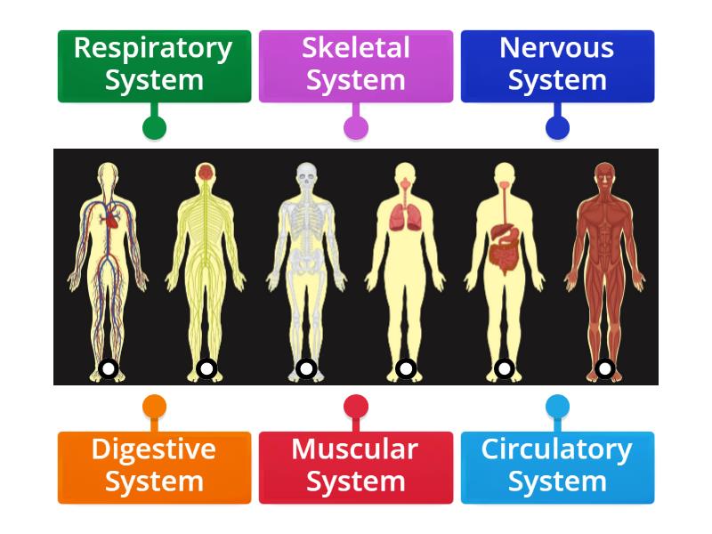 Body Systems 6 systems - Labelled diagram