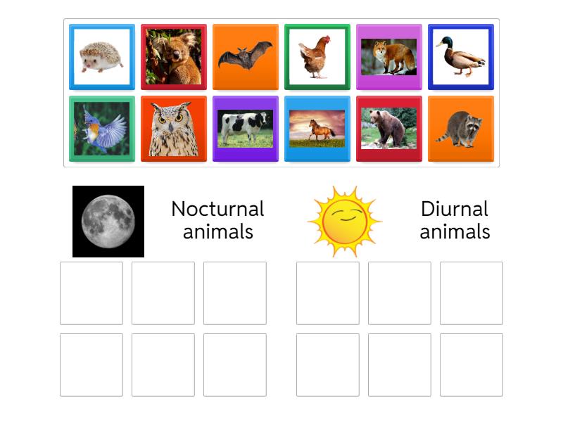 Nocturnal/Diurnal animals - Group sort