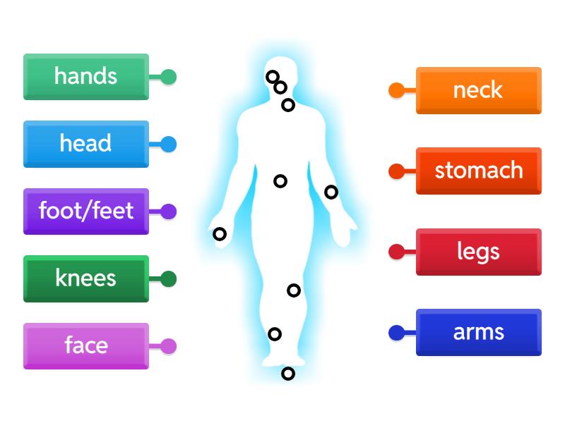 Receptive Body Parts - Labelled diagram