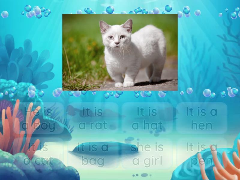 sentence activity - Cada oveja con su pareja