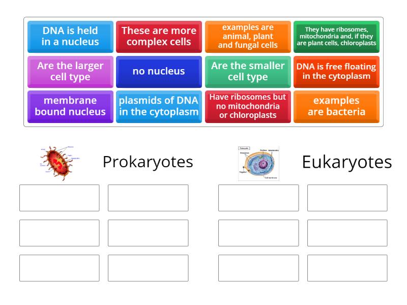 Eukaryotic and Prokaryotic cells - Group sort
