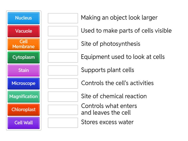 S1 BGE Cells and Microscopes Key Terms - Match up