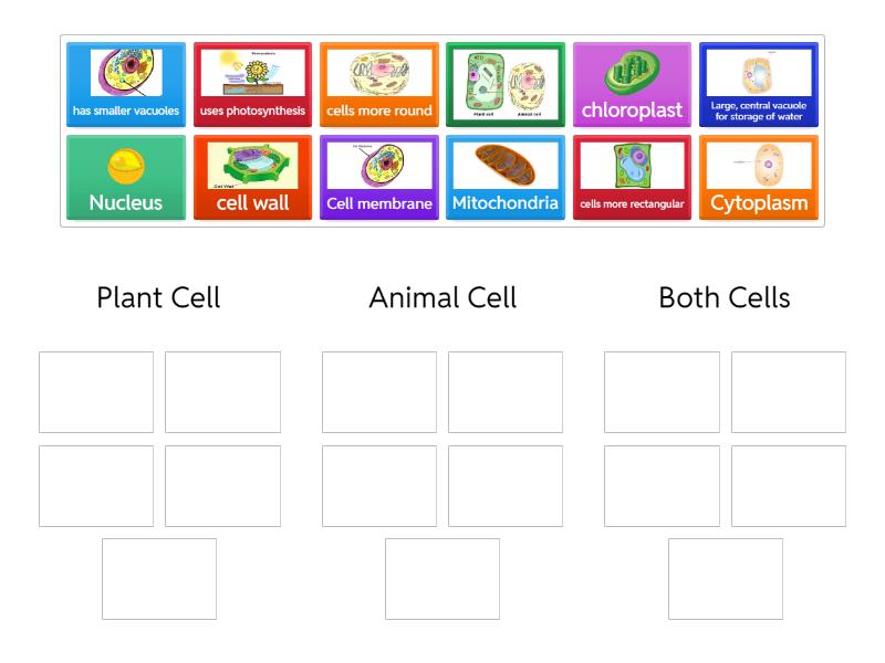 Plant & Animal Cell Organelles - Group sort