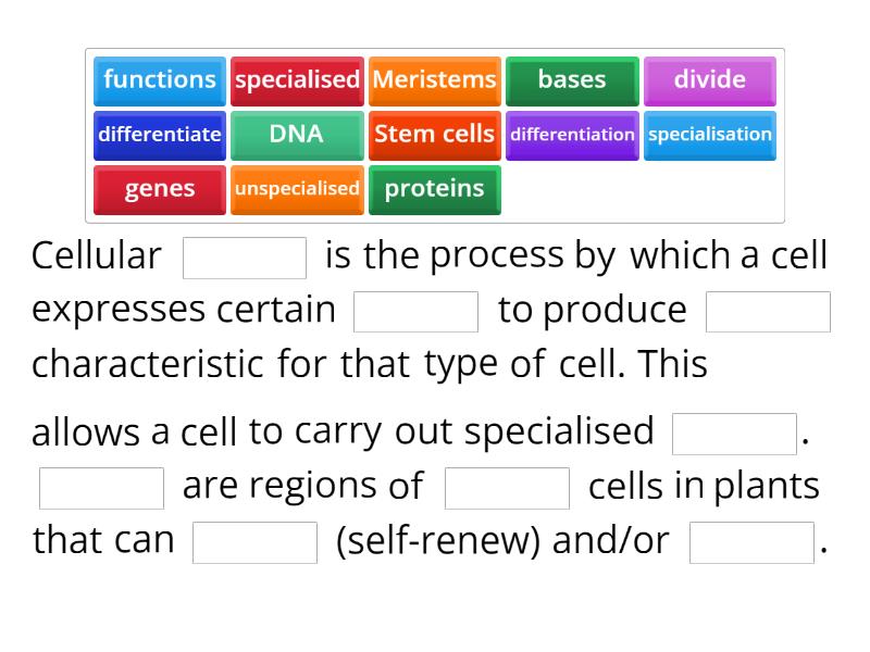 Cell differentiation - cloze activity - Complete the sentence
