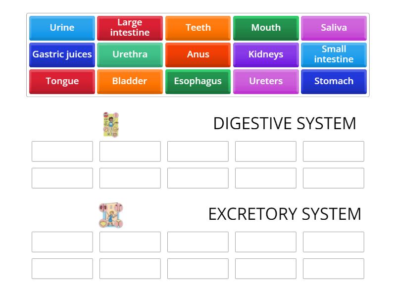 Digestive and Excretory Systems matching - Group sort
