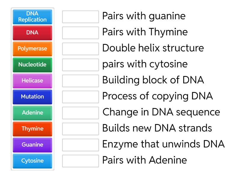 DNA Replication Matching - Match up