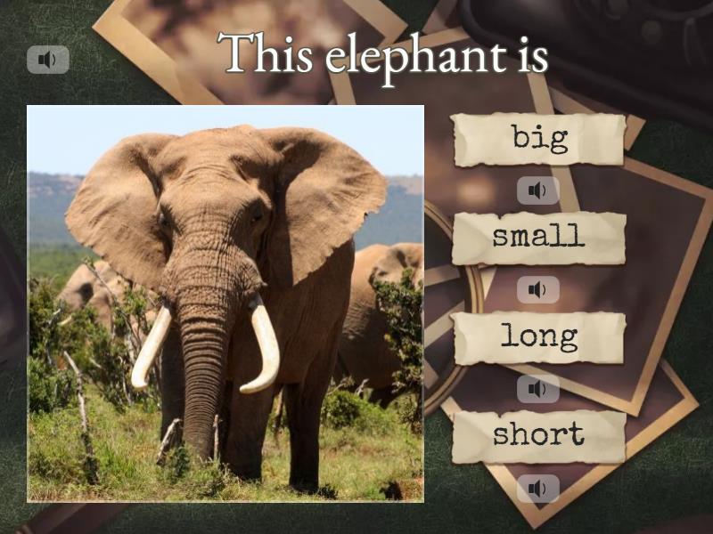 Big-small-tall-short-long - Quiz