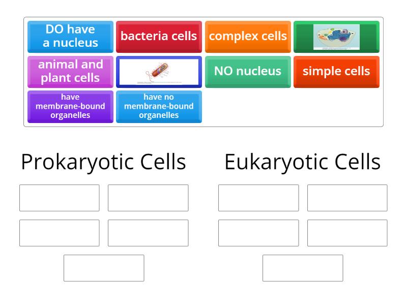 Prokaryotic vs Eukaryotic Cells - Group sort