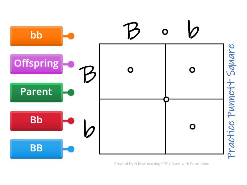 Practice Punnett Square - Labelled diagram