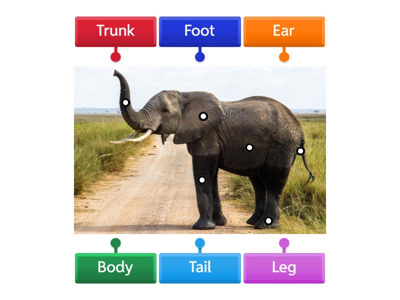 Five friends and an elephant_ elephant body parts - Labelled diagram