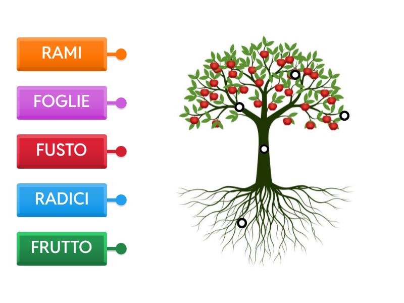 Le parti della pianta - Labelled diagram