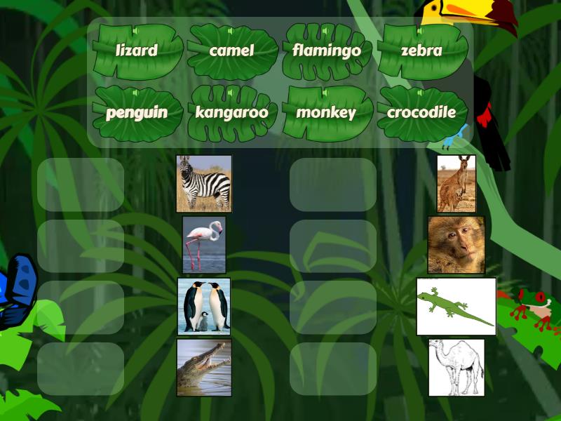 Animals - Match up