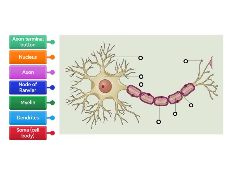 Neuron labelling - Labelled diagram