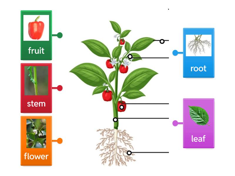 Parts of the Plant - Labelled diagram