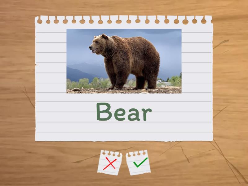 Animals and What They Eat - Flash cards